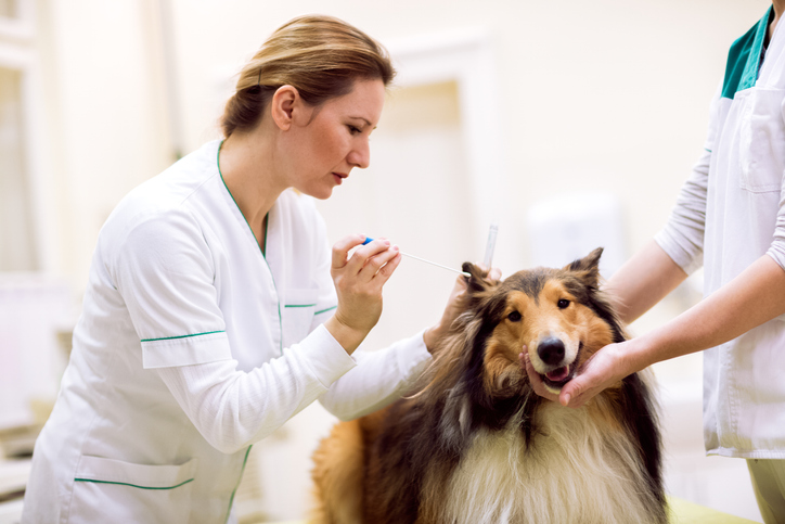 MDR1 Testing For Dogs: Why This One Genetic Test Matters So Much ...