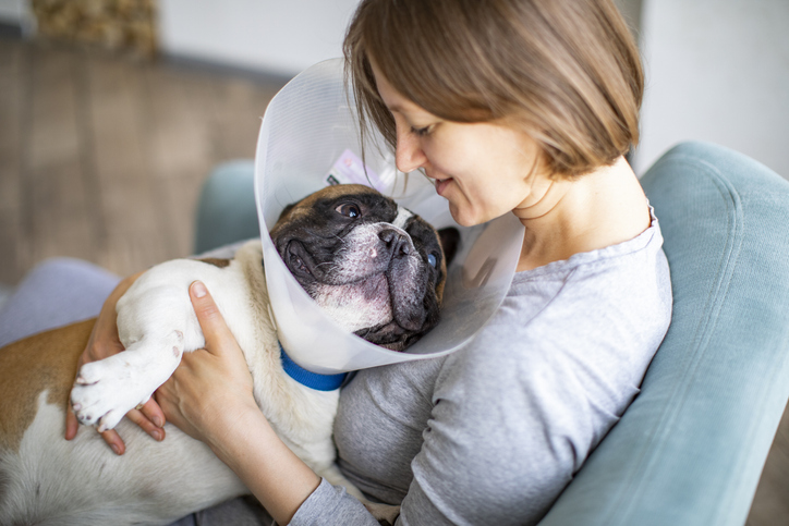 Ozone Therapy For Dogs: Exploring A Promising But Emerging Longevity ...
